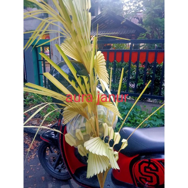 Jual Janur Penanda(beli 2 bonus nama,beli 3 bonus nama)Janur SUNATAN ...