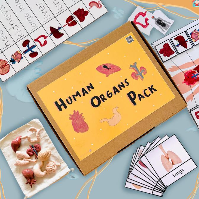 Jual Must Have!! Human Organs Pack Learning Kit Montessori Organ Tubuh ...