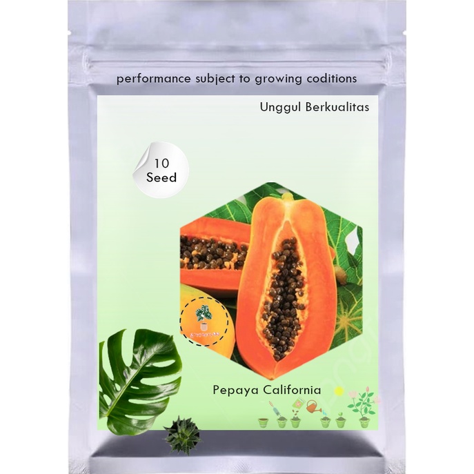 Jual 10 Benih Pepaya California F1 Calina IPB Bibit Buah Kalifornia ...