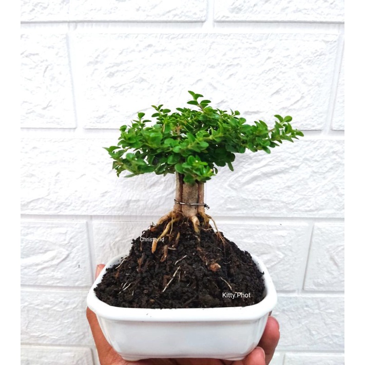 Jual Tanaman Bonsai Mini Unik Berkarakter Sacang/Sakura/Hokianti/Mikro ...