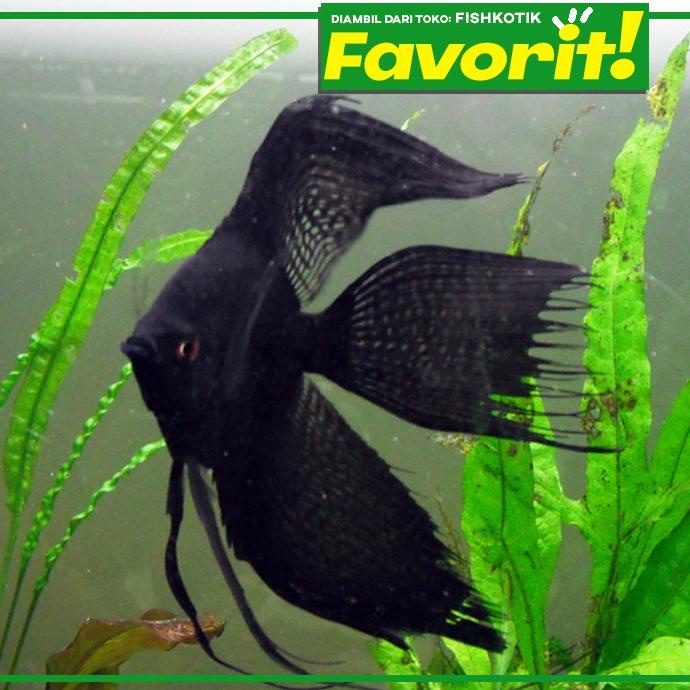Jual Manfish Black Slayer Ikan Hias Aquascape Hiasan Aquarium Tanaman ...