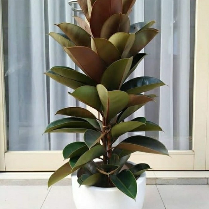 Jual Terlaris Tanaman Hias Karet Kebo Golden Elastica / Ficus Elastica ...