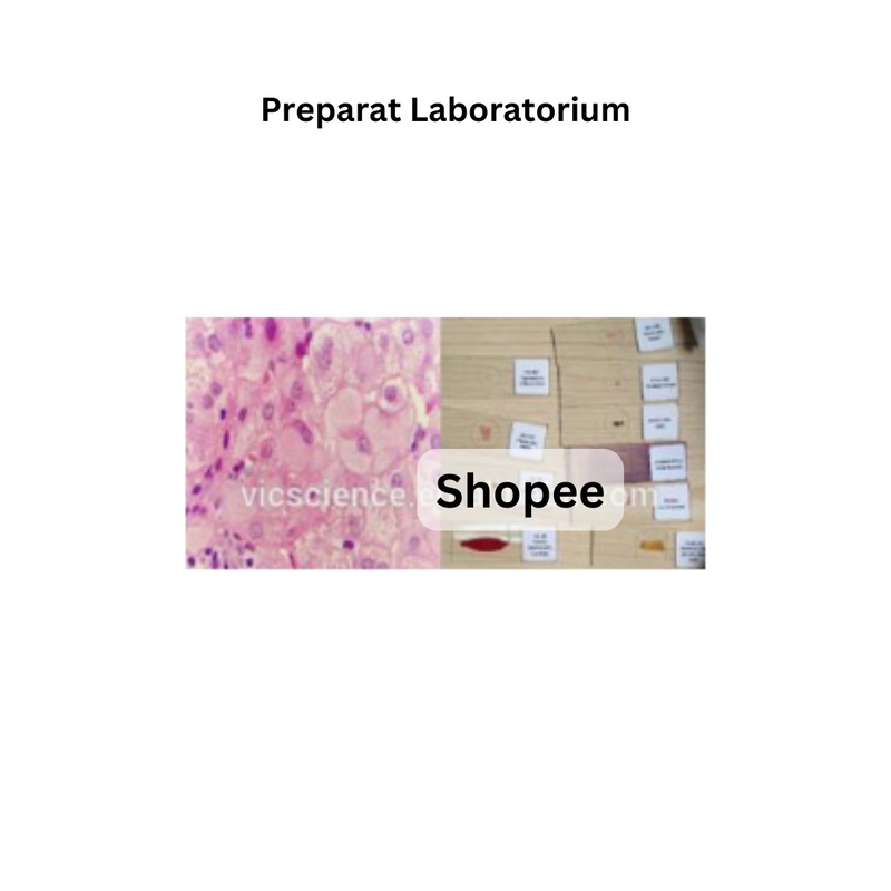 Jual 50 Jenis Preparat Patologi, Histologi Manusia | Shopee Indonesia