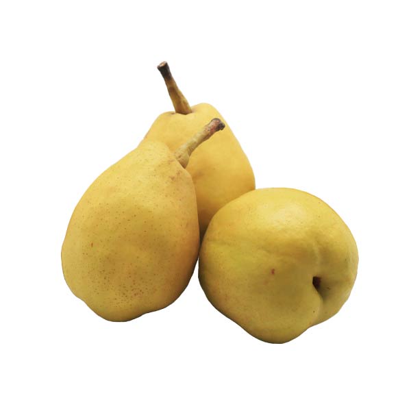 Jual PEAR XIANG LIE 530-550 GR | Shopee Indonesia