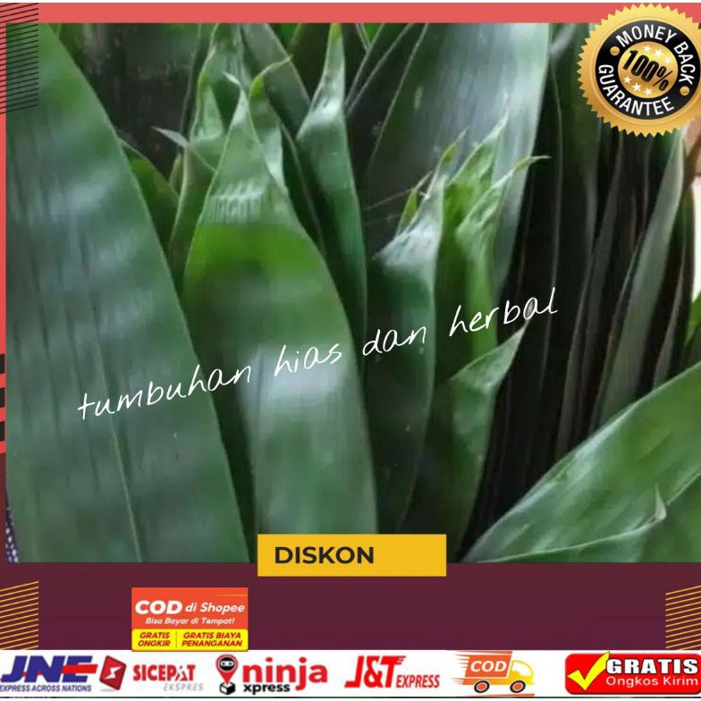 Jual [DI880] Daun Bambu/Daun Bacang/Daun Bakcang/Daun Kicang 100Lembar ...