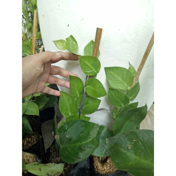 Jual Dolar rambat besar tanaman hias | Shopee Indonesia