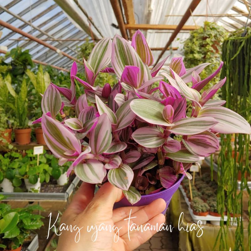 Jual TANAMAN GANTUNG TRADESCANTIA NANOUK ( GEWOR TRICOLOR ) | GEWOR ...