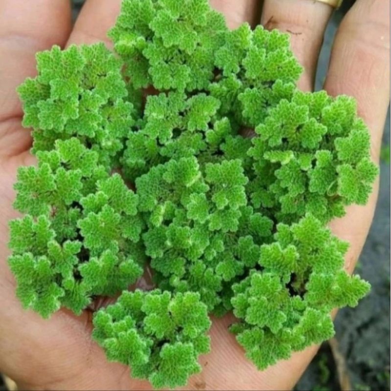 Jual Azolla Microphylla pakan Ternak-Ikan protein tinggi | Shopee Indonesia