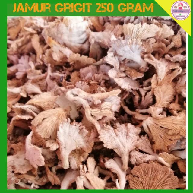 Jual [PALEMBANG] JAMUR GRIGIT - JAMUR PUPURAN - TIHAU PUPURAN - JAMUR ...