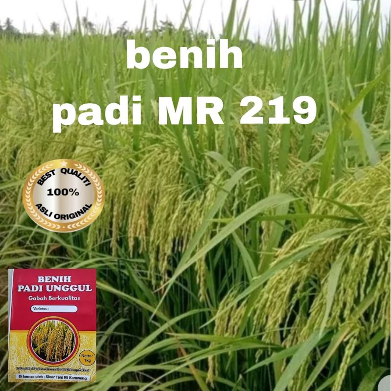 Jual BENIH PADI MR 219 UNGGUL BERKUALITAS 1kg | Shopee Indonesia
