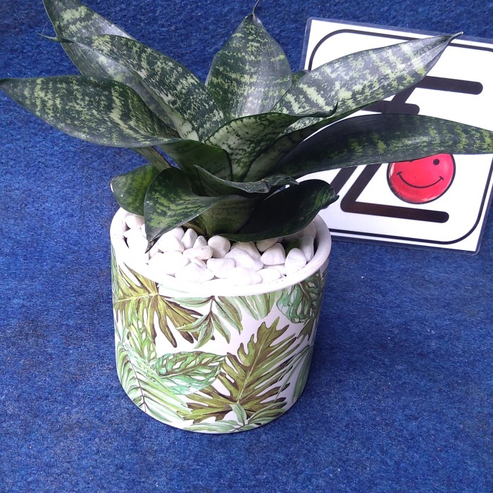 Jual SANSIVIERIA Snake Plant komplit berikut pot KERAMIK cantik ...