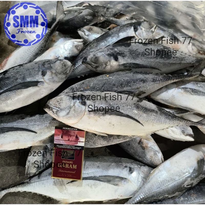 Jual Ikan Tengkek Frozen (10 kg) | Shopee Indonesia
