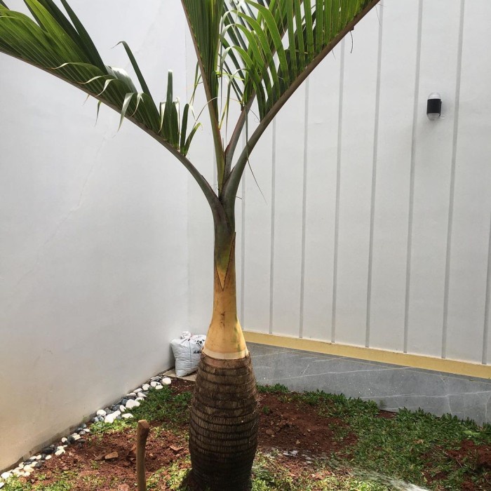 Jual MUST HAVE!! PALEM BOTOL 2 METER- POHON PALEM BOTOL - TANAMAN PALEM ...