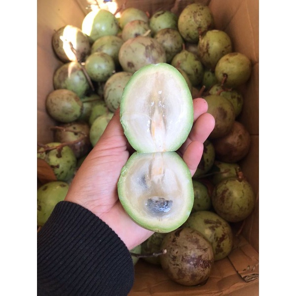 Jual APEL PLOTOT KENITU BUAH JAWA MANIS LANGKA VIRAL MURAH | Shopee ...