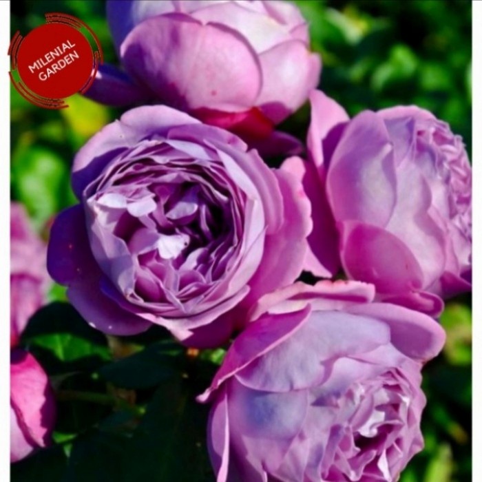 Jual mawar import kinda blue tanaman hias indoor outdoor | Shopee Indonesia