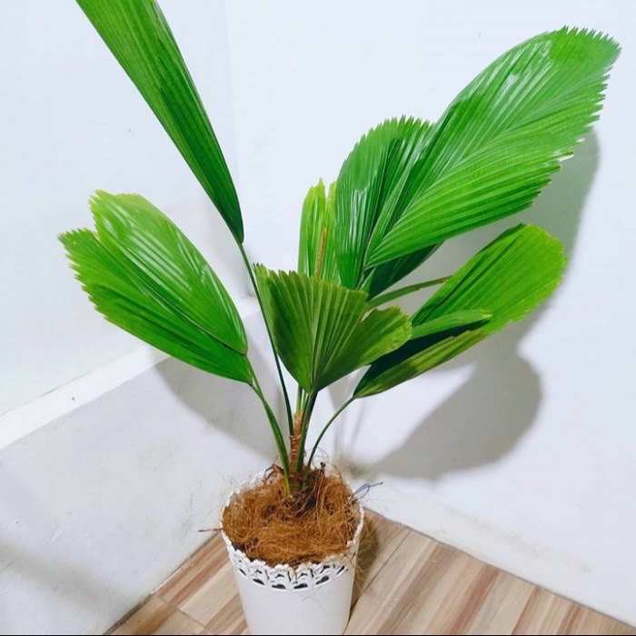 Jual Tanaman Indoor Palm Kol Palem Kipas | Shopee Indonesia