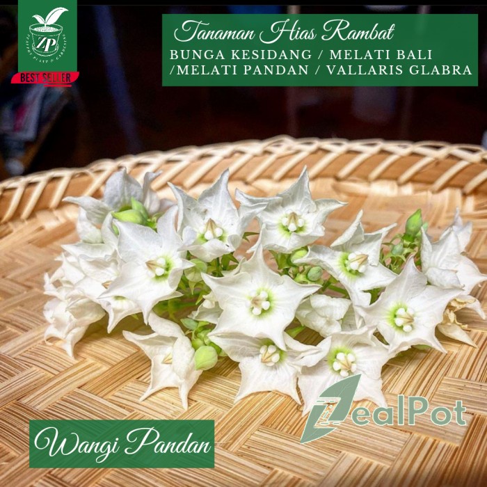 Jual TANAMAN RAMBAT MELATI PANDAN - BUNGA KESIDANG BALI - VALLARIS ...