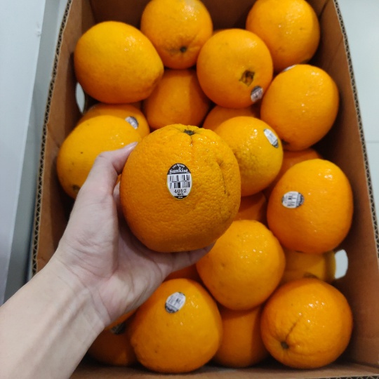 Jual Jeruk Orange Sunkist Navel Import USA / AUS / RRC Premium Quality ...