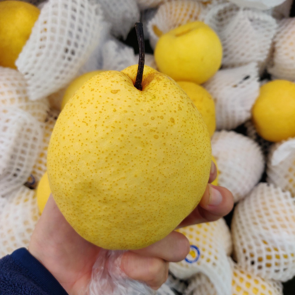 Jual Pear Sweet / Pear Madu / Buah Pir Fresh Manis Garing 1kg | Shopee ...