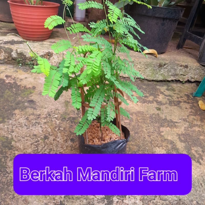 Jual Daun Saga Rambat - Bibit Tanaman Herbal Daun Saga Rambat - Pohon ...