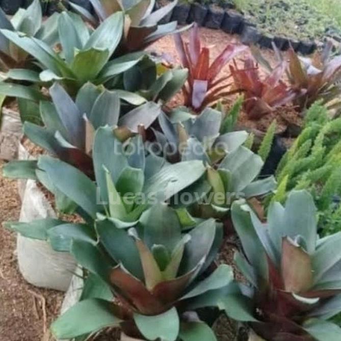 Jual New Tanaman Hias Bromelia Giant Super Besar Grab/Gojek | Shopee ...
