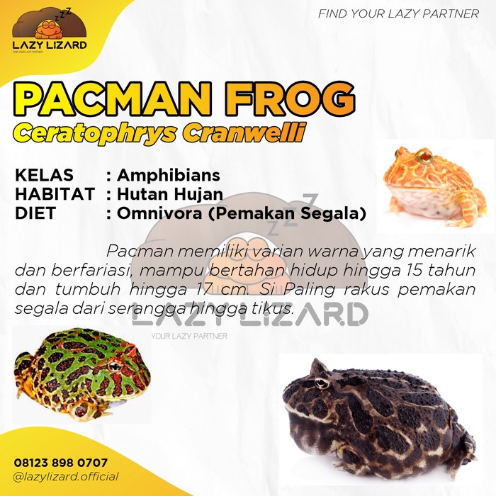 Jual [Premium] Pacman Kodok, Katak Pacman, Bukan Dumpy Tree Pixie Frog ...