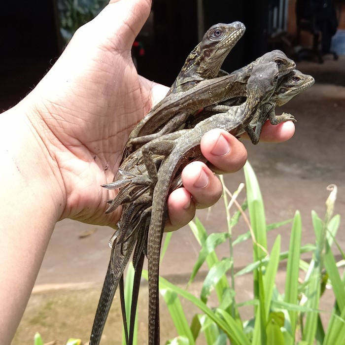 Jual Soa Layar/ Salfin Dragon/ Hydrosaurus (Baby-Baby Up) Original ...