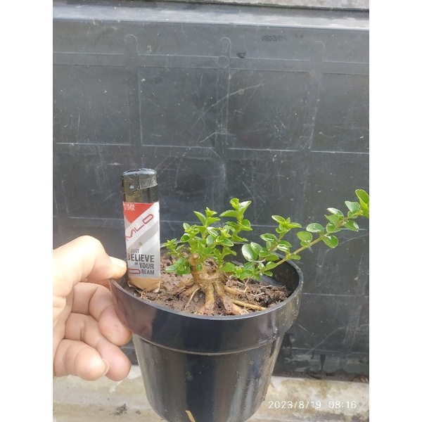 Jual Bahan bonsai mame dan shito sancang | Shopee Indonesia Jual Bahan bonsai mame dan shito sancang | Shopee Indonesia