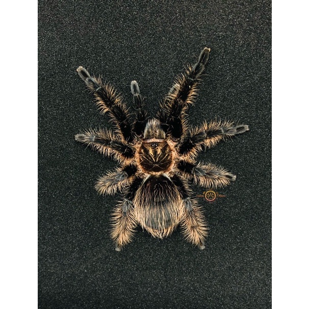 Jual Albopilosum sling ( mainan tarantula ) | Shopee Indonesia