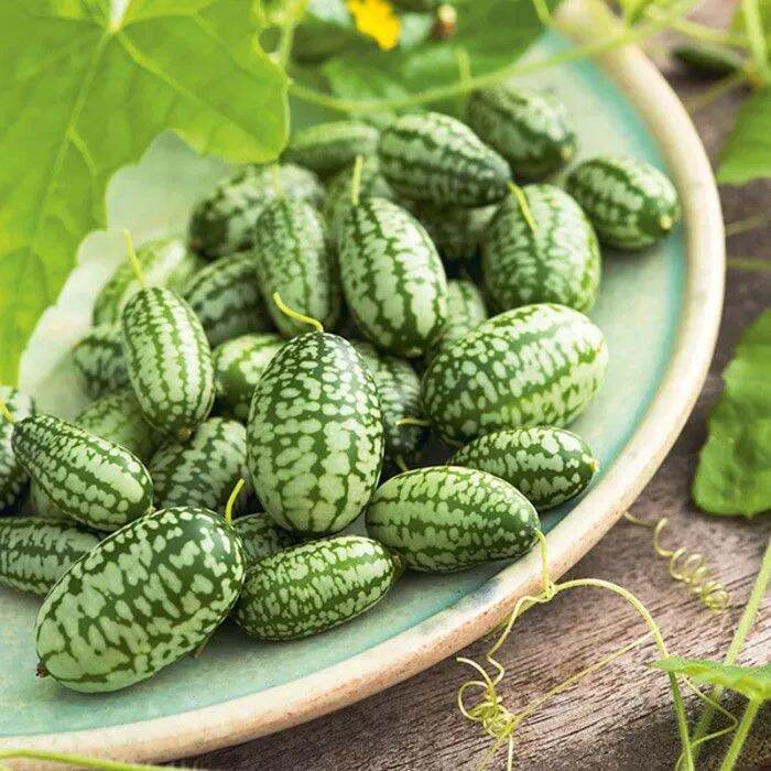 Jual 15 BUTIR BIJI / BENIH BUAH CUCAMELON (MELOTHRIA CABRA) | Shopee ...