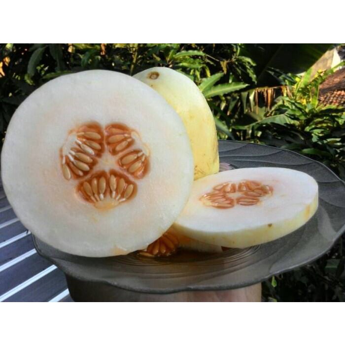 Jual 50 BUTIR BIJI / BENIH TIMUN SURI PUTIH | Shopee Indonesia