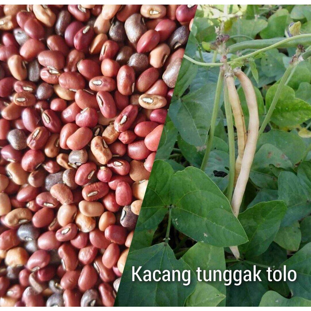 Jual 60 BUTIR BIJI / BENIH KACANG TUNGGAK TOLO | Shopee Indonesia