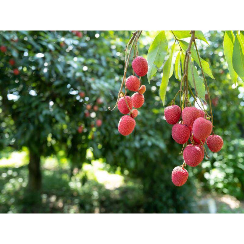 Jual 2 BUTIR BIJI / BENIH BUAH LECI | Shopee Indonesia