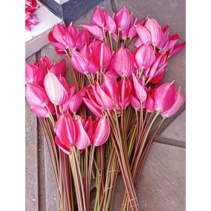 Jual Bunga Potong Segar Anthurium Per Ikat 10 tangkai~ | Shopee Indonesia