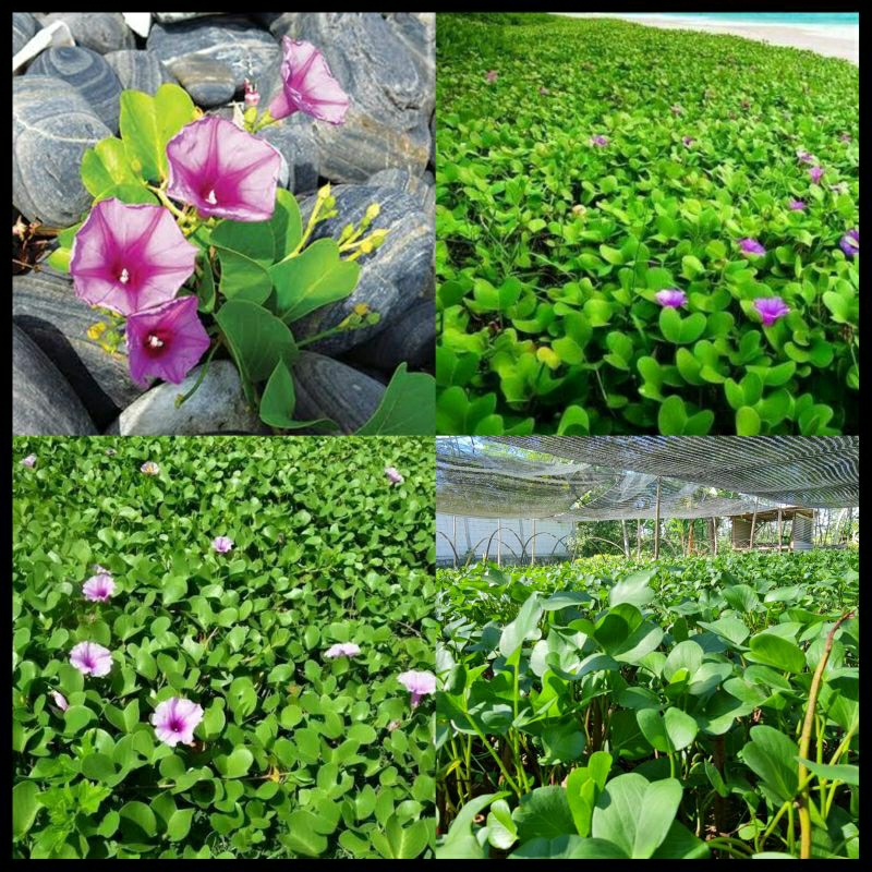 Jual READY Bibit Herbal Katang-Katang/Bibit Tapak Kuda Tanaman Hias ...