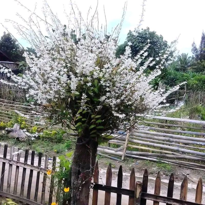 Jual Anggrek merpati dewasa | Shopee Indonesia