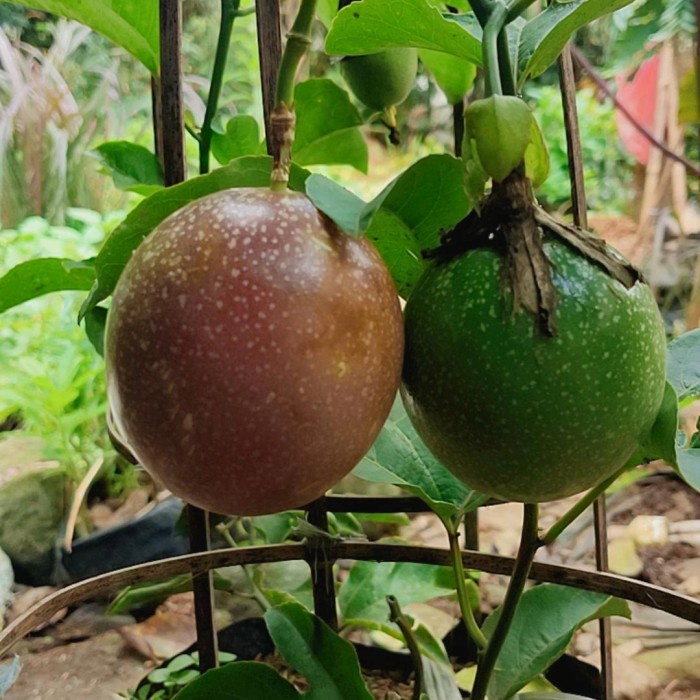 Jual BIBIT POHON BUAH MARKISA MERAH MADU MANIS TAMBULAMPOT MUDAH TUMBUH ...