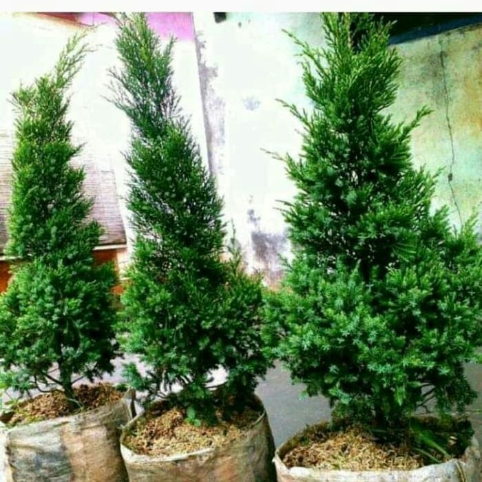 Jual POHON CEMARA LILIN CEMARA NATAL-BIBIT TANAMAN CEMARA LILIN ...