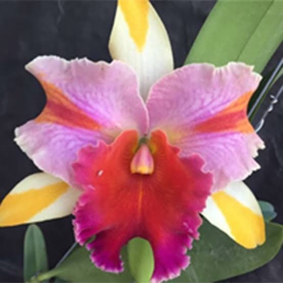 Jual ANGGREK RHYNCHOLAELIO CATTLEYA AMAZING THAILAND VAR RAINBOW ORIGINAL | Shopee Indonesia