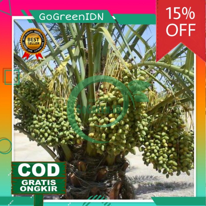 Jual BIBIT TANAMAN KURMA TROPIS KURMA TROPIS HIBRIDA ORIGINAL | Shopee ...
