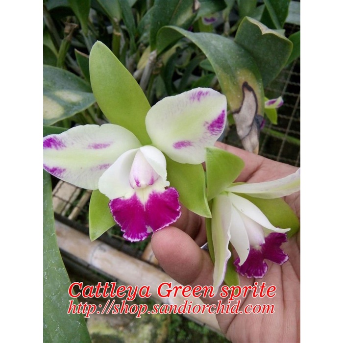 Jual CATTLEYA GREEN SPRITE ORIGINAL | Shopee Indonesia