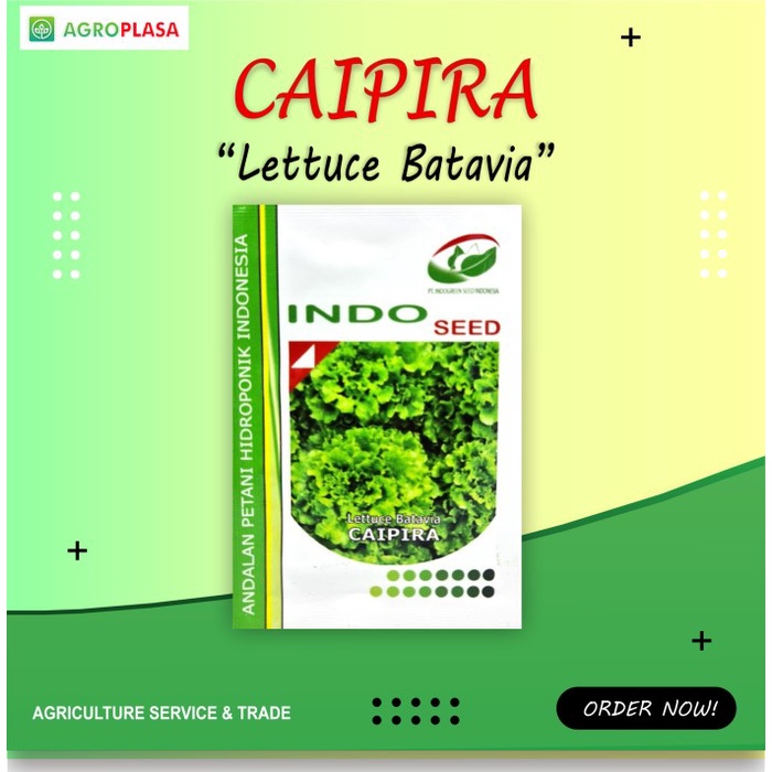 Jual BENIH LETTUCE BATAVIA CAIPIRA 5GR - INDO SEED ORIGINAL | Shopee ...