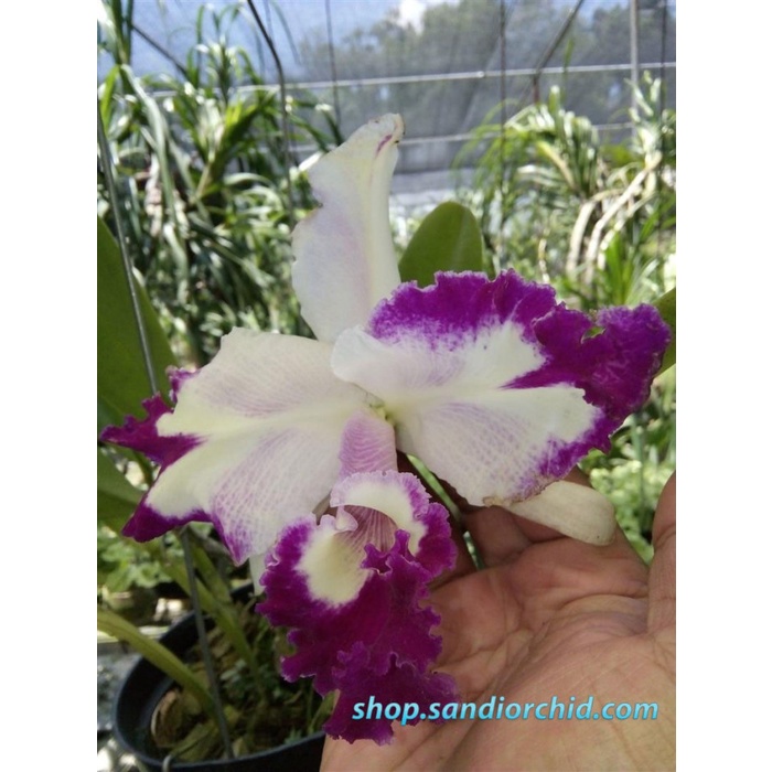 Jual CATTLEYA BUNGA PUTIH LIDAH MERAH (DEWASA) ORIGINAL | Shopee Indonesia