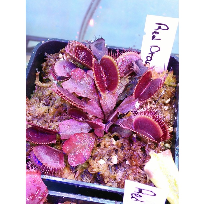 Jual VFT RED DRAGON / AKAI RYU ORIGINAL | Shopee Indonesia
