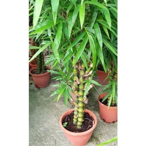 Jual tanaman bambu hias- bambu nagin - bambusa ventricosa bambu hias ...