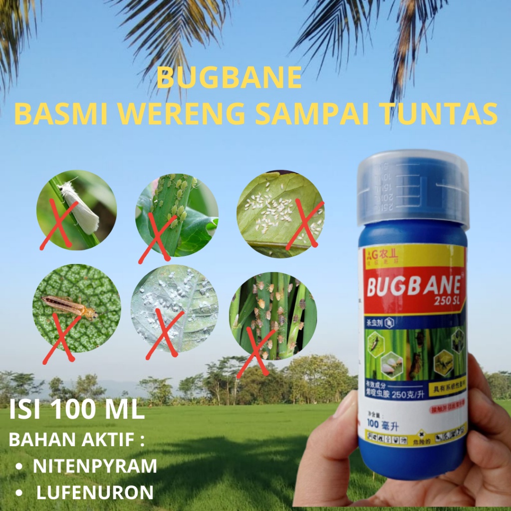 Jual BUGBANE INSEKTISIDA BASMI SEGALA HAMA WERENG THRIPS KUTU KEBUL DAN KUTU LAINNYA | Shopee ...