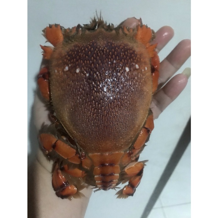 Jual Spanner crab aka red frog crab aka ranina ranina 1 kg | Shopee ...