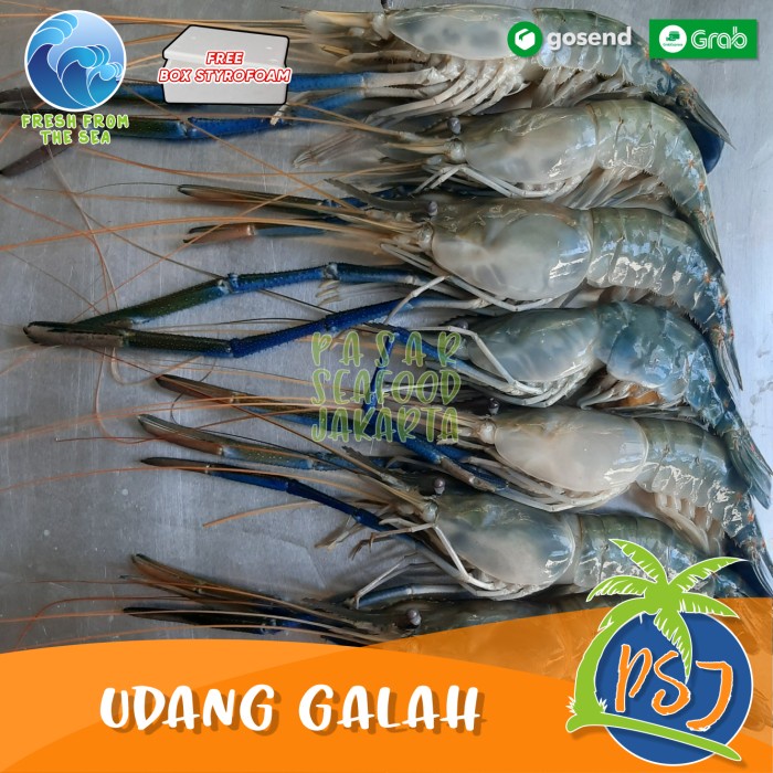 Jual Udang Galah Segar BESAR / Udang galah Fresh - Segar (Size 7-9Ekor ...