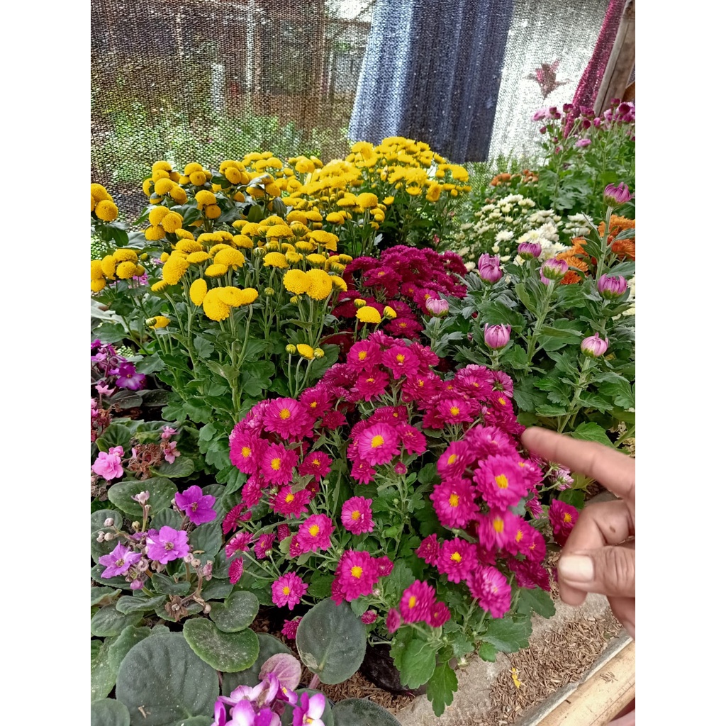 Jual Tanaman Bunga Krisan Aster Pink 20-30 Cm Seruni Berbunga Pohon ...