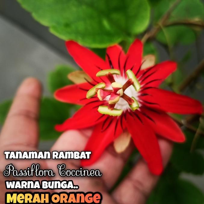 Jual tanaman hias rambat Passiflora Coccinea merah Orange - bunga unik ...